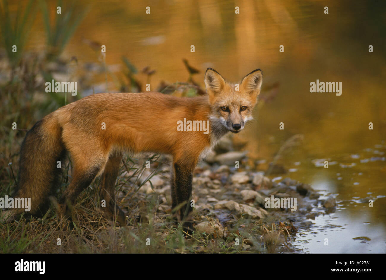 Red fox (Vulpes fulva) by lake at sunset, Midwest USA Stock Photo - Alamy