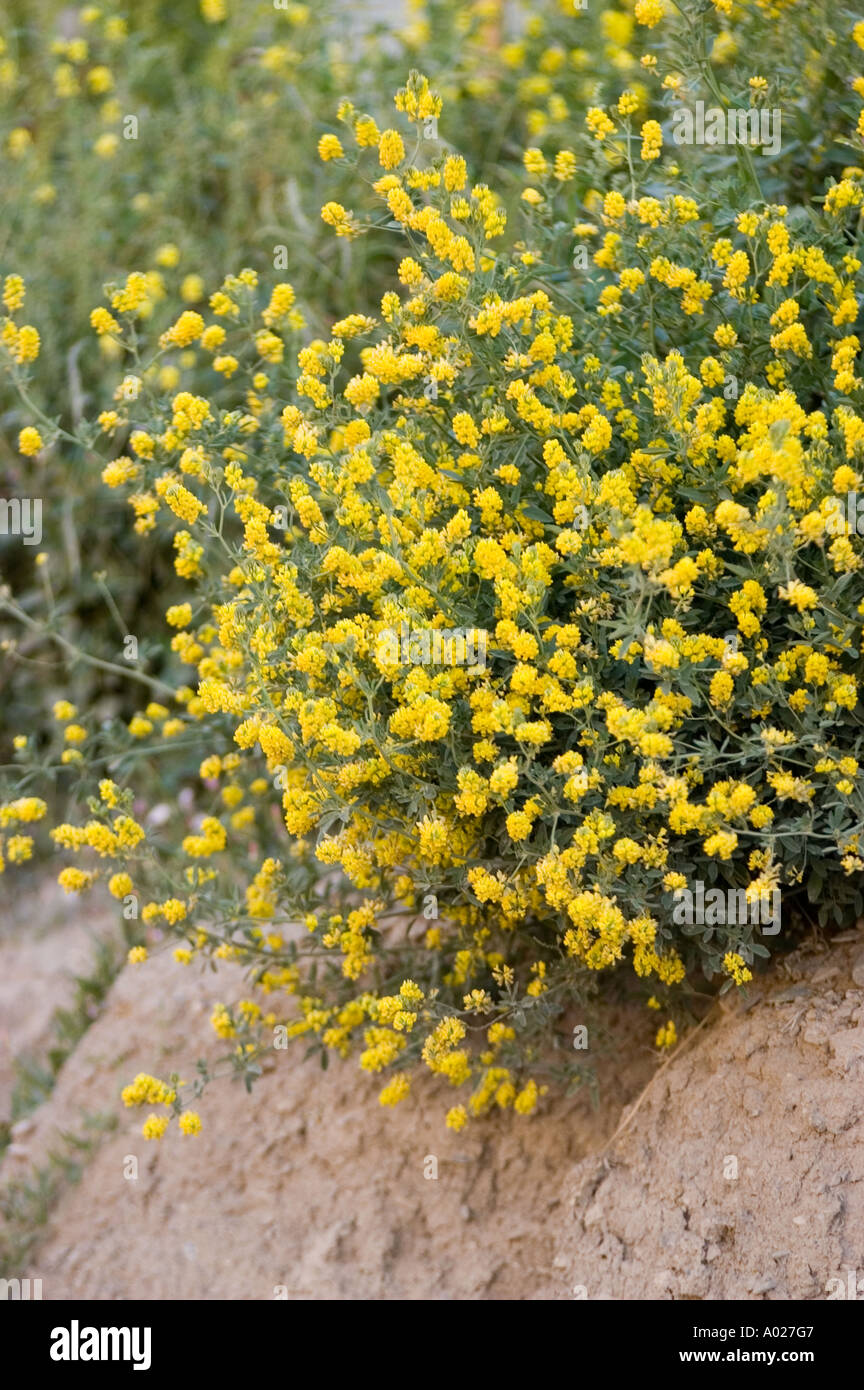 Green high altitude flowers as grown in Ladakh India Stock Photo - Alamy