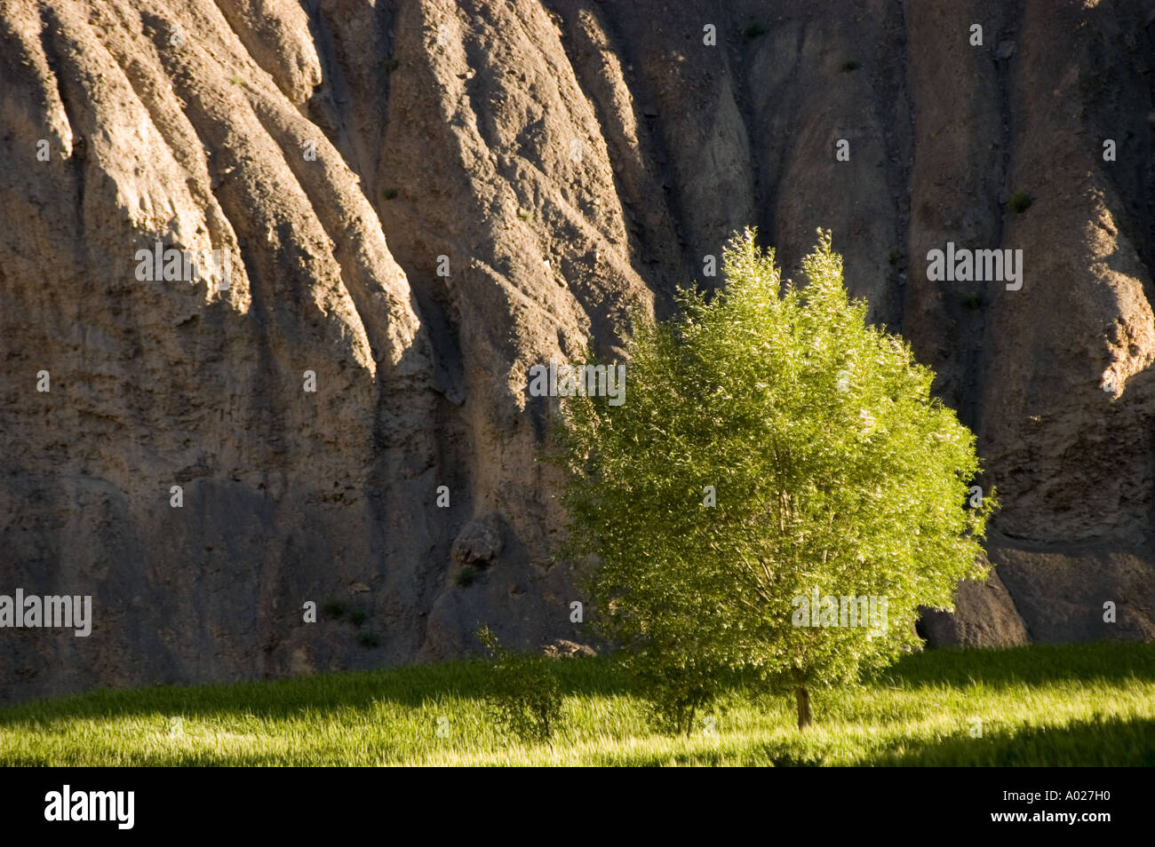 Yellow strange rock formations of empty sediment lake with green barley ...