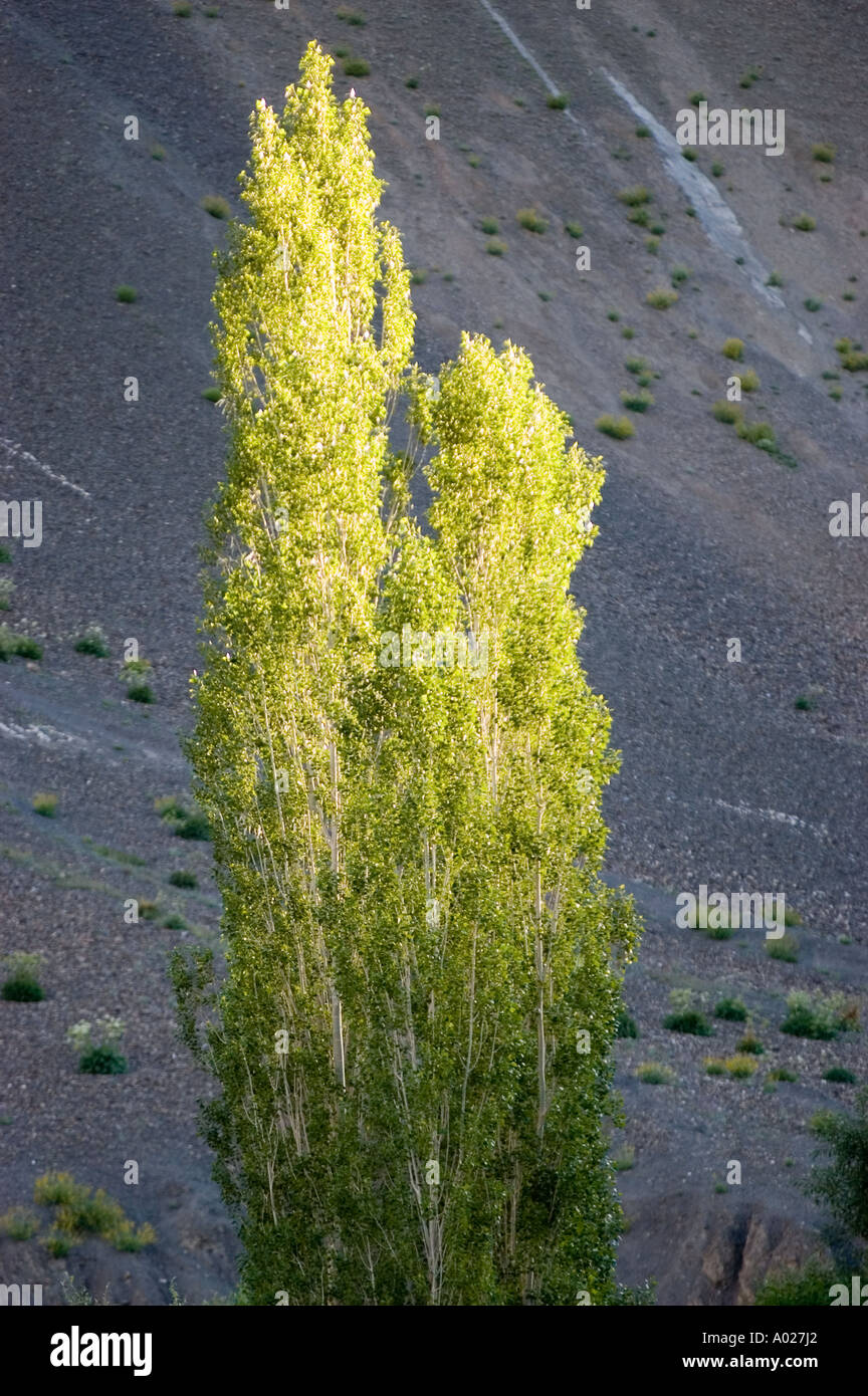 Beautiful backlit poplar tree Lamayuru Ladakh Jammu Kashmir India Stock ...