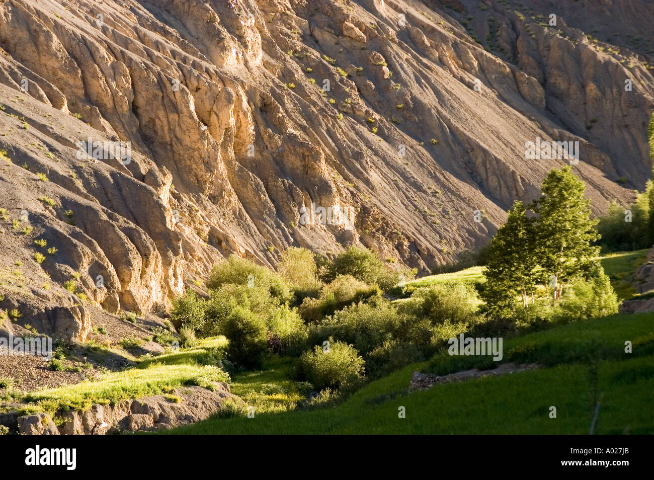 Yellow strange rock formations of empty sediment lake with green barley ...