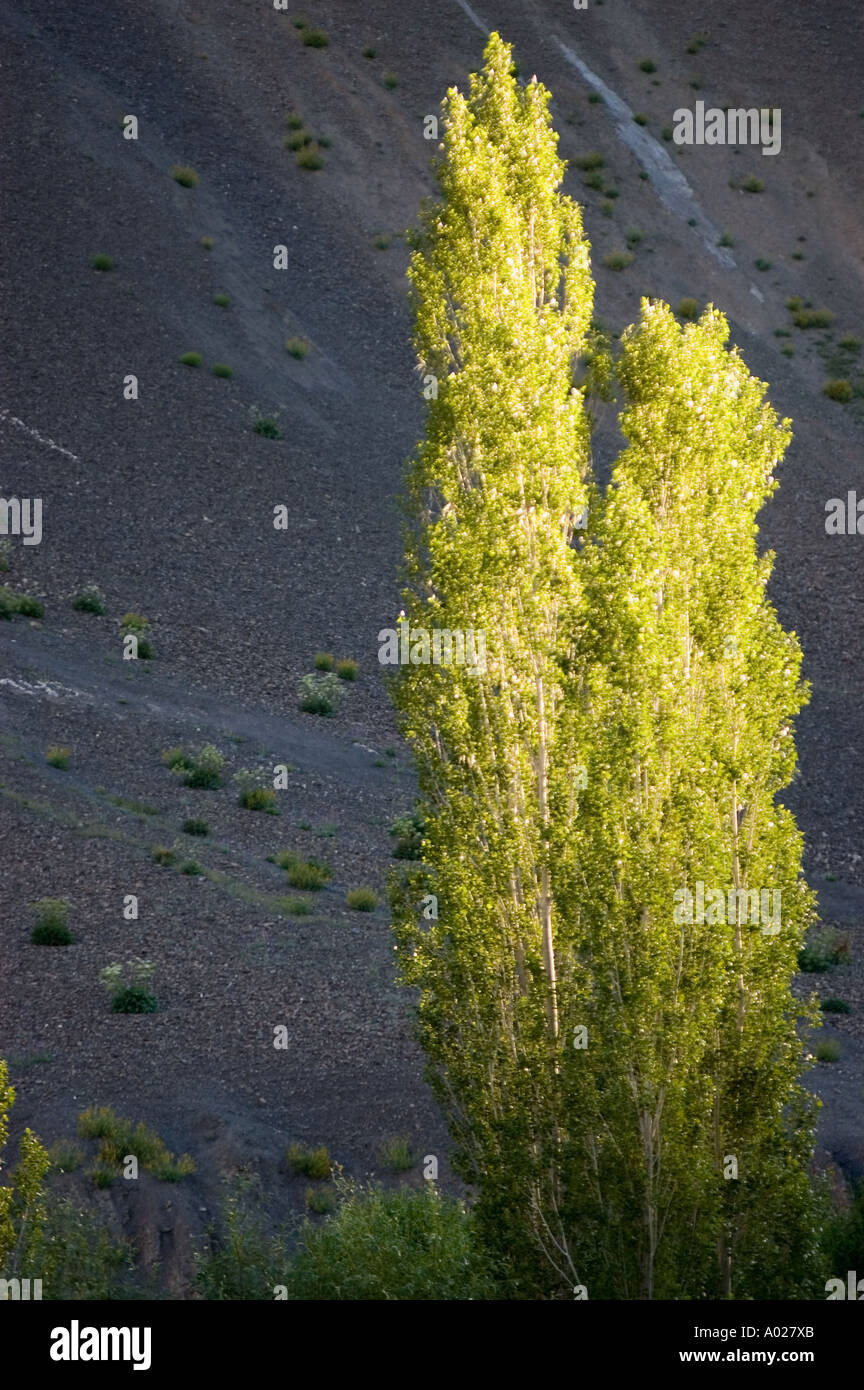 Beautiful backlit poplar tree Lamayuru Ladakh Jammu Kashmir India Stock ...