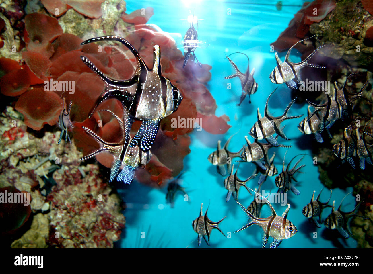 Tropical Fish 2 Stock Photo - Alamy