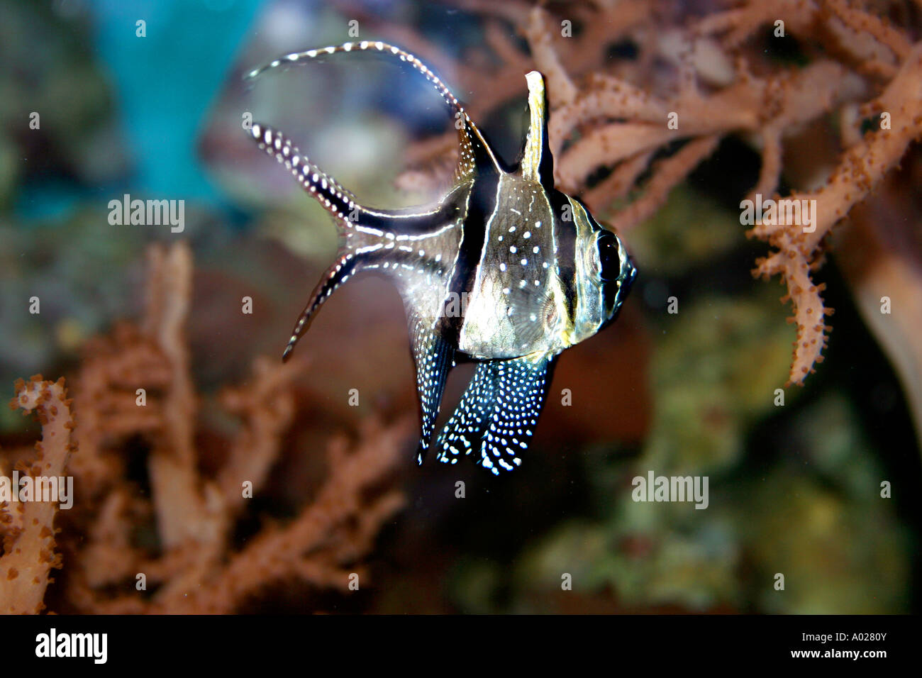 Hobbies tropical fish aquarium hi-res stock photography and images - Alamy