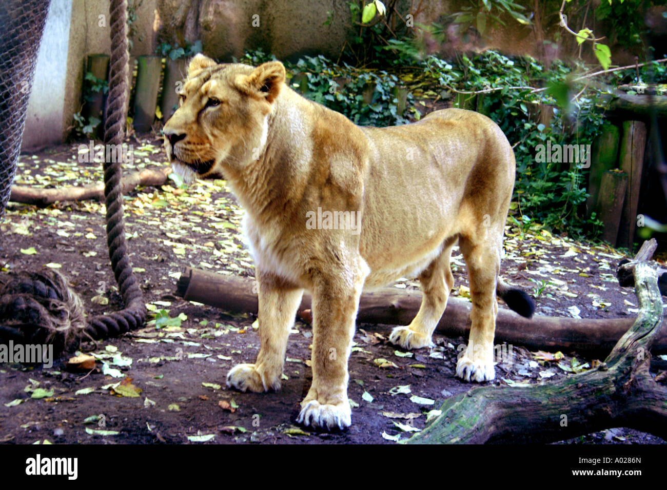 Savage beast hi-res stock photography and images - Alamy