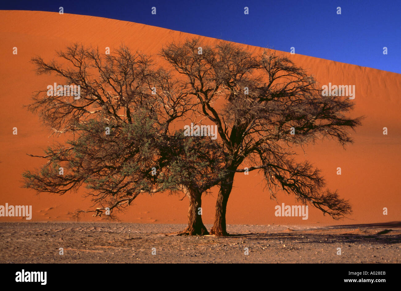 Namibia single tree at the Namib desert Stock Photo - Alamy