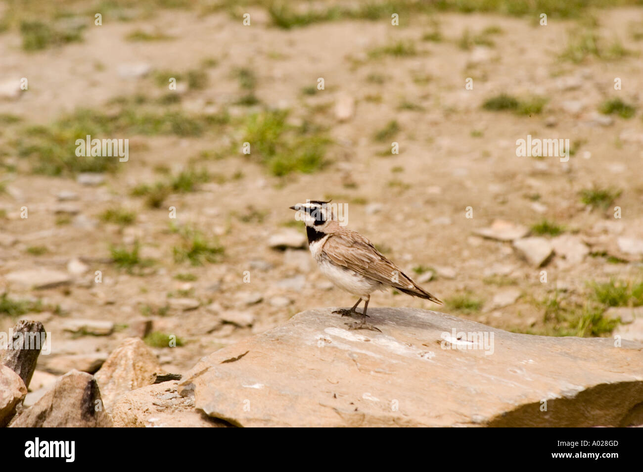 Lapwing Peewit Bird High Resolution Stock Photography and Images - Alamy
