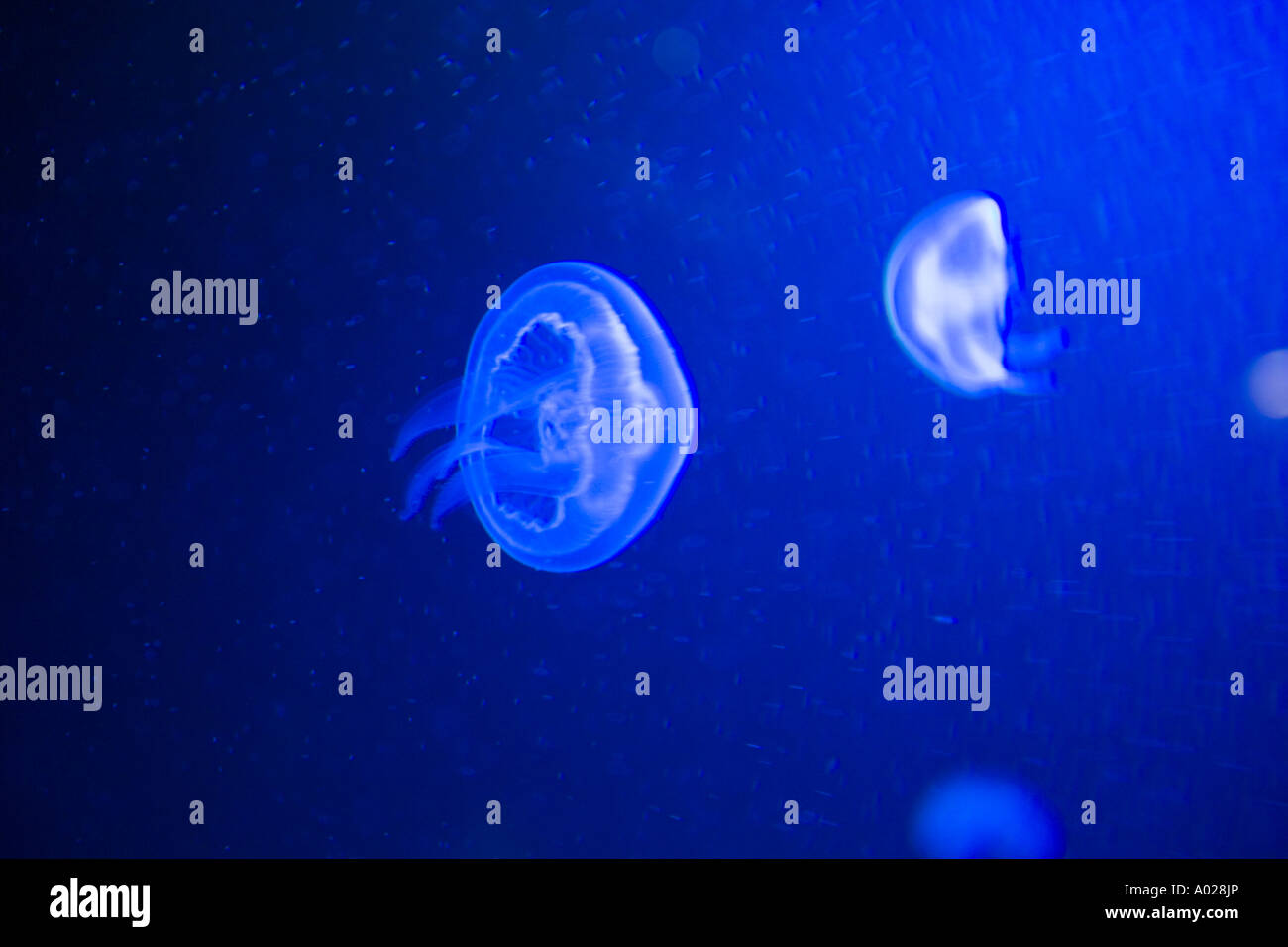 Sea life underwater jellyfish hi-res stock photography and images - Alamy