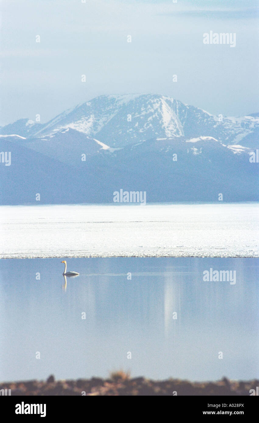 Swan at the Khuvsgul Lake’s waters. North Mongolia Stock Photo - Alamy