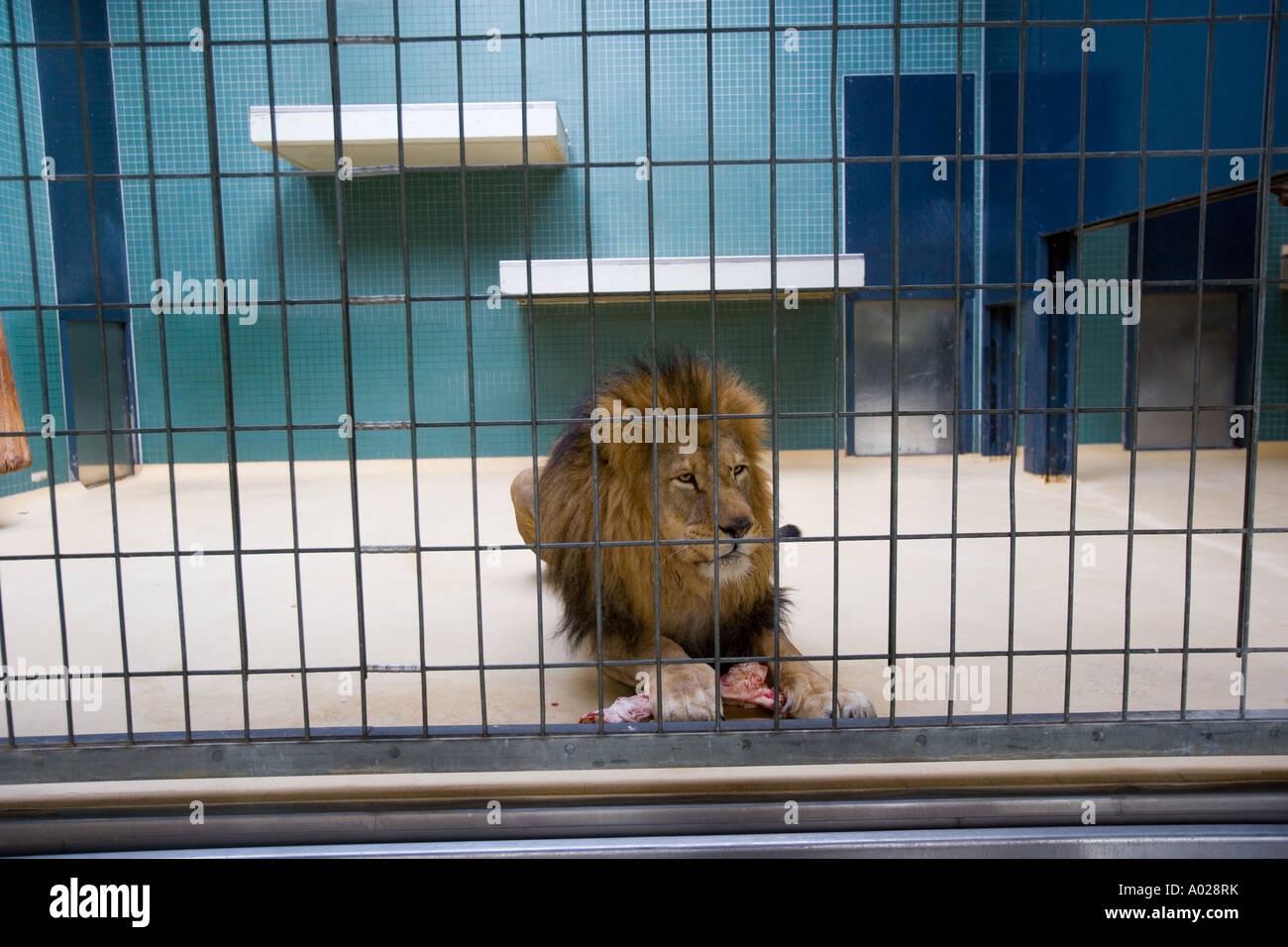 Germany Berlin Caged Lion Stock Photo - Alamy