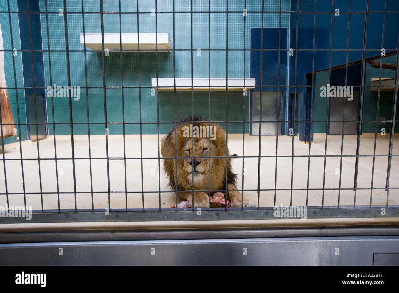 Cage lion zoo hi-res stock photography and images - Alamy