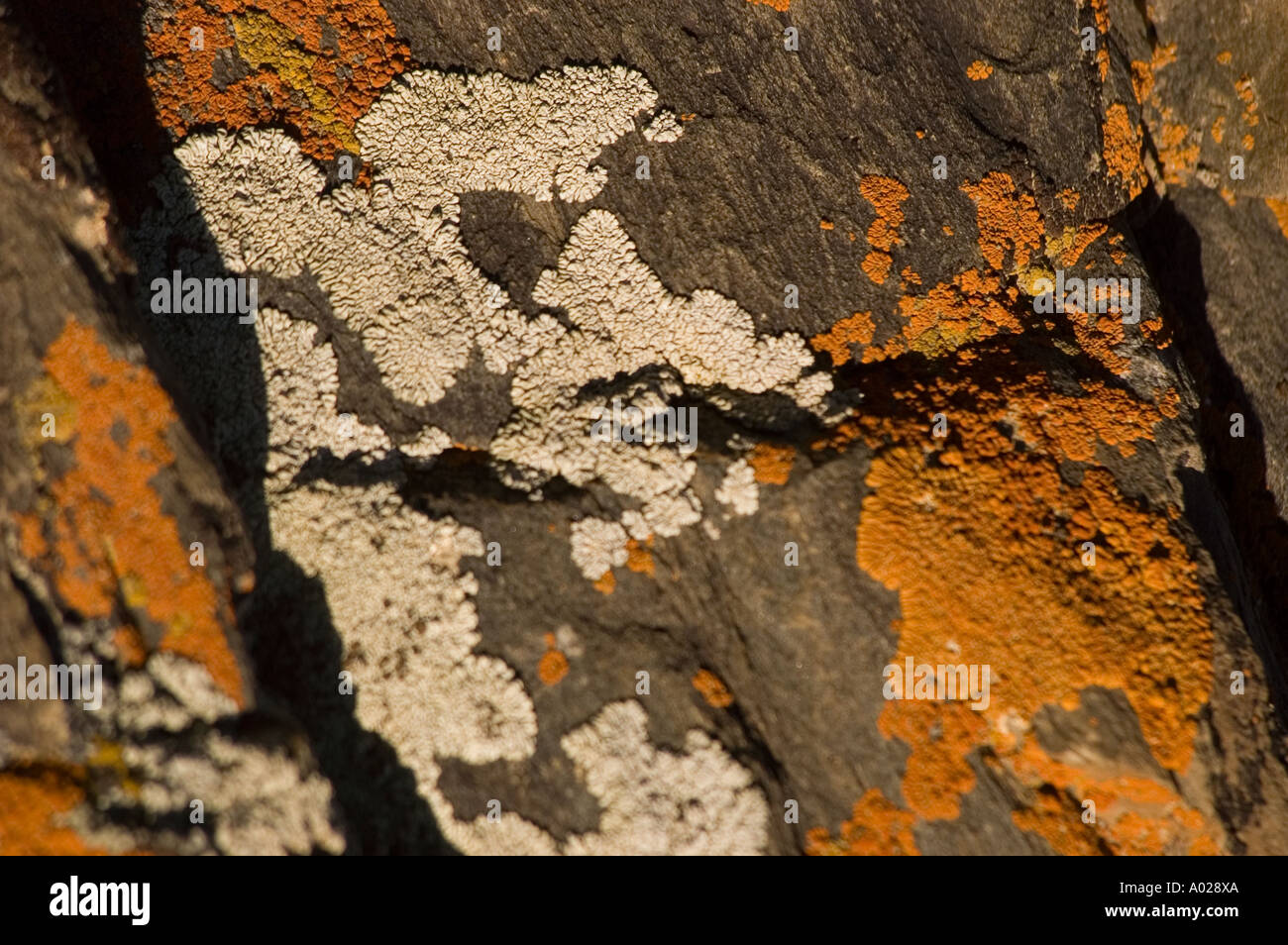 Foliose and crustose lichens growing on a dark rock surface in Zanskar ...