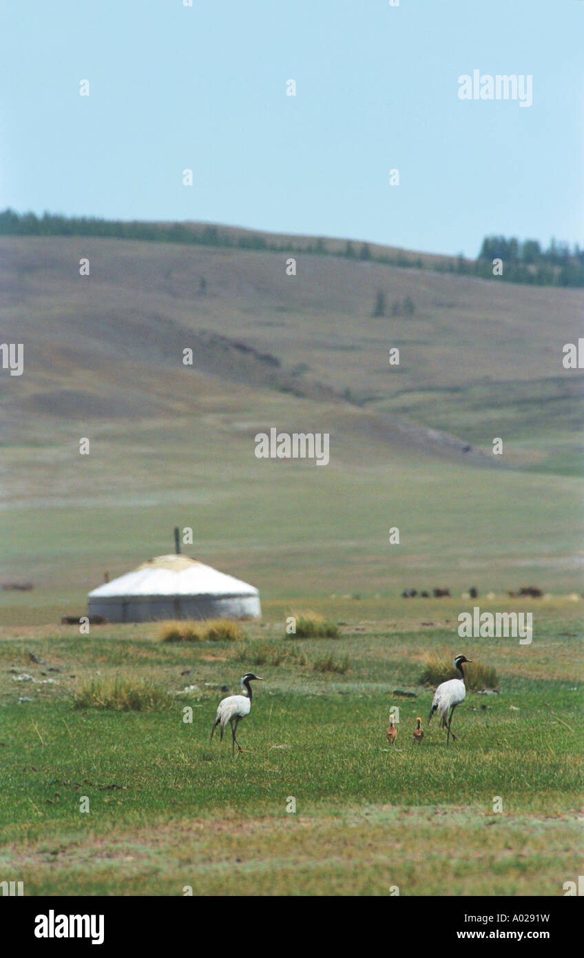 Crane bird family near traditional Mongolian dwelling yurt. Tsetserleg ...