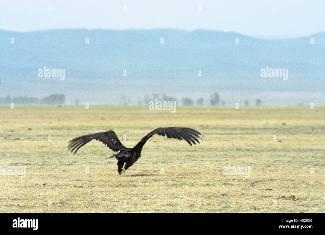 Big bird of prey is flying up. Boorog Deliin Els Desert. Uvs aimag ...
