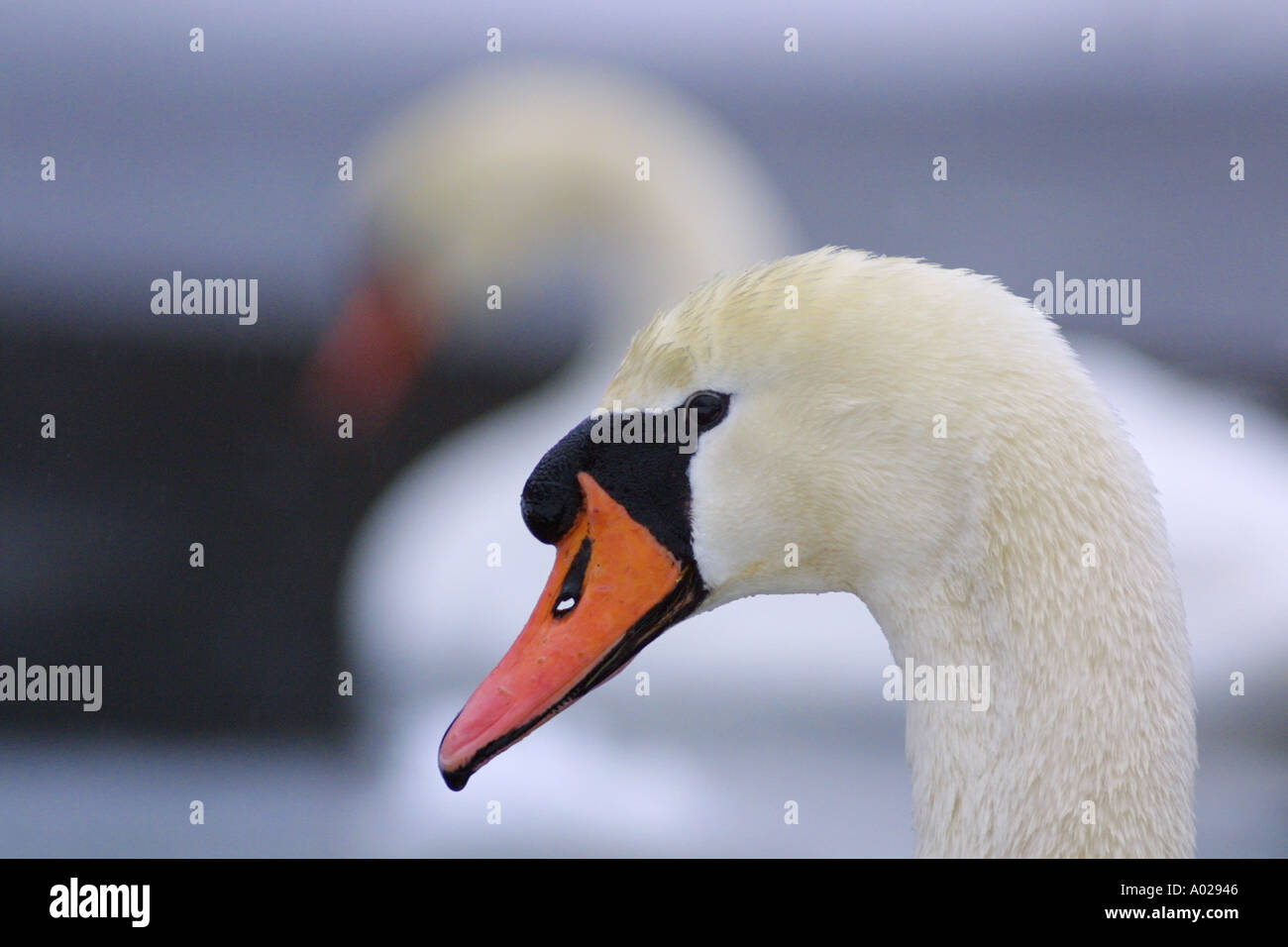 Swan twins hi-res stock photography and images - Alamy