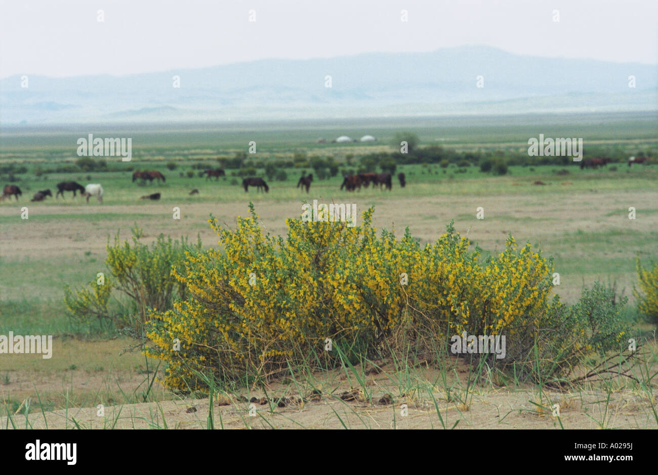 Yellow acacia blossoming. The Boorog Deliin Els Desert. Uvs aimag ...