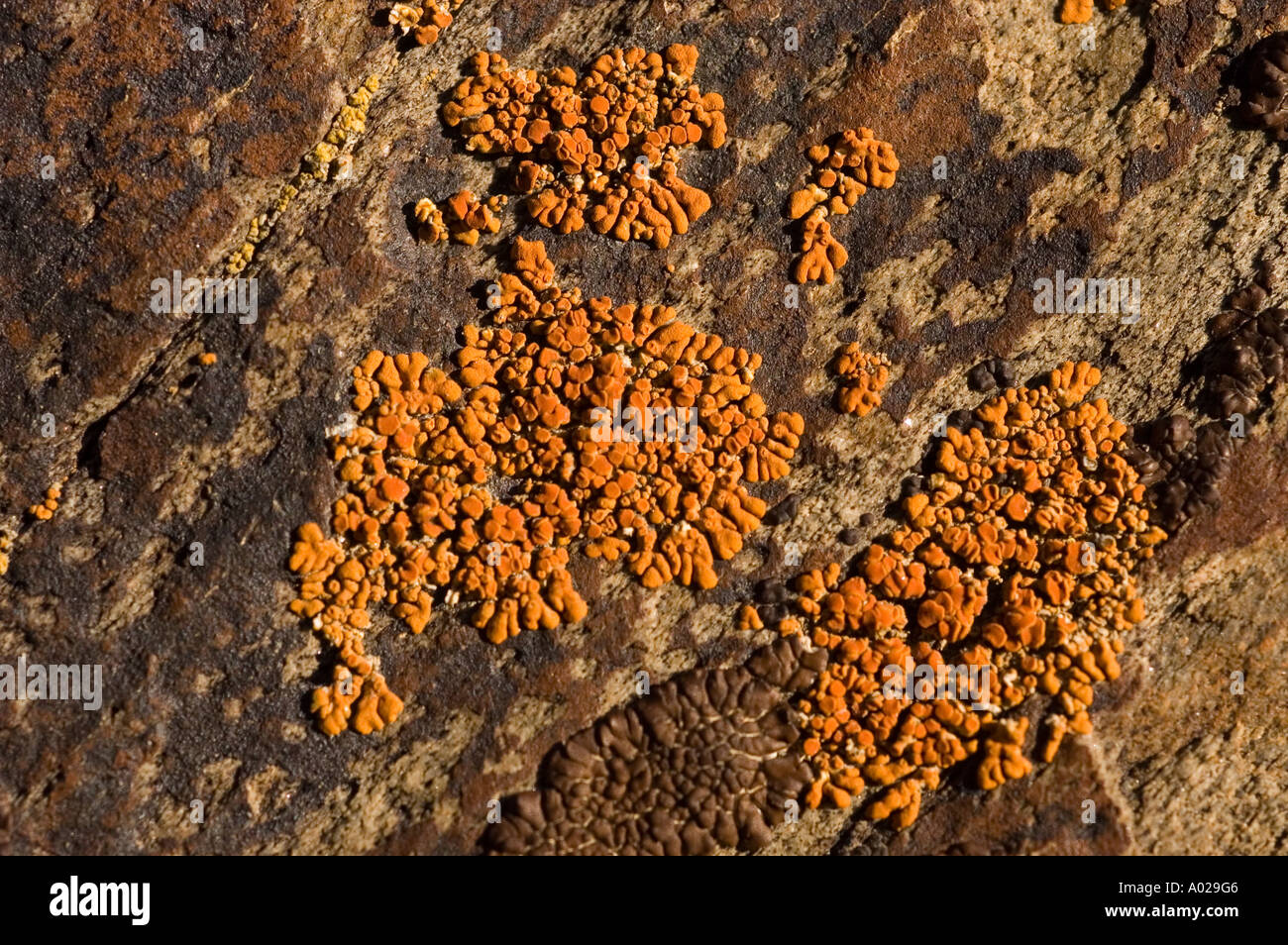 Crustose lichens growing on the rock in Zanskar valley Ladakh India ...