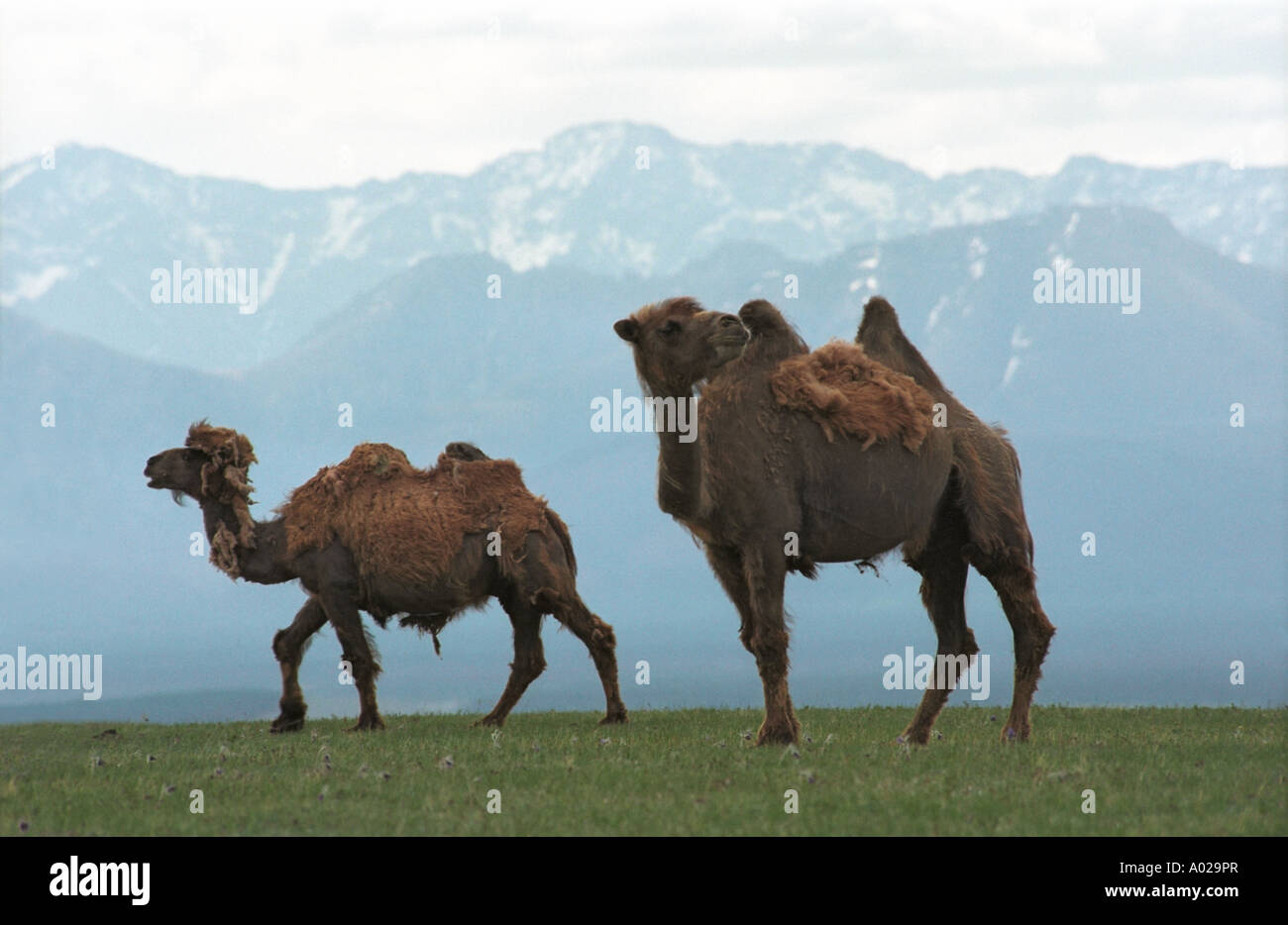 Bactrian Camels (Camelus bactrianus). Darhadyn Wetland. Horidol Saridag ...