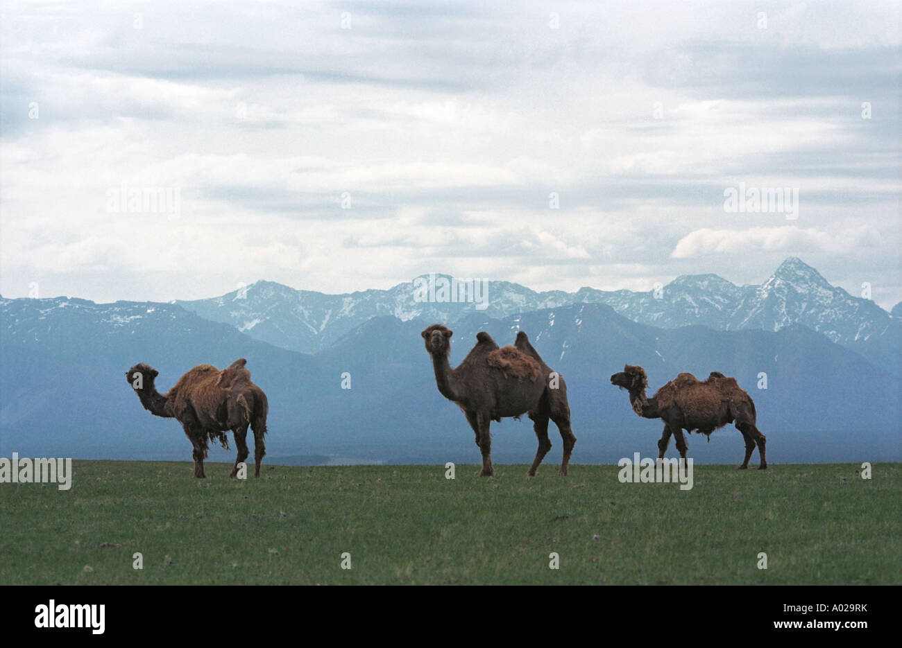 Bactrian Camels (Camelus bactrianus). Darhadyn Wetland. Horidol Saridag ...