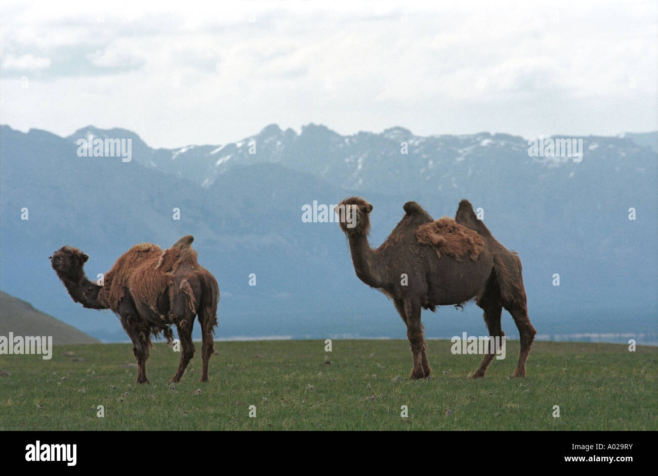 Bactrian Camels (Camelus bactrianus). Darhadyn Wetland. Horidol Saridag ...