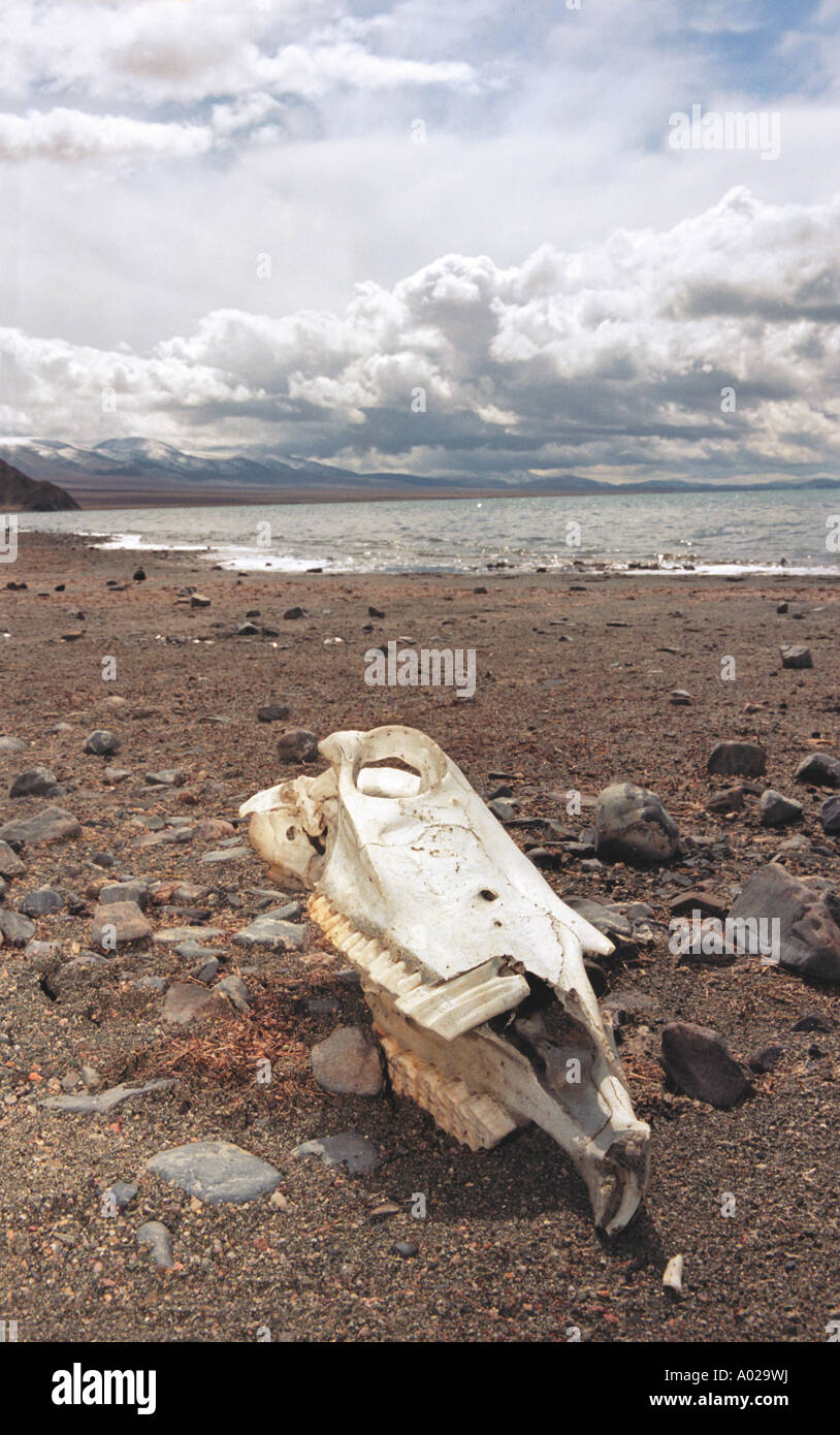 Horse scull at the Tolbo Nuur’s (lake) shore. Bayan-Ulgi aimag ...