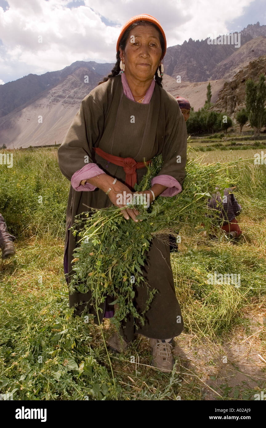 Ladakhi farmers collecting grass from field Alchi village Ladakh India ...
