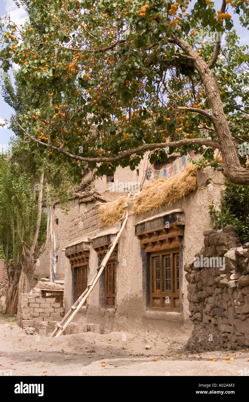 Traditional Ladakhi house with apricot tree full of fruits Alchi ...