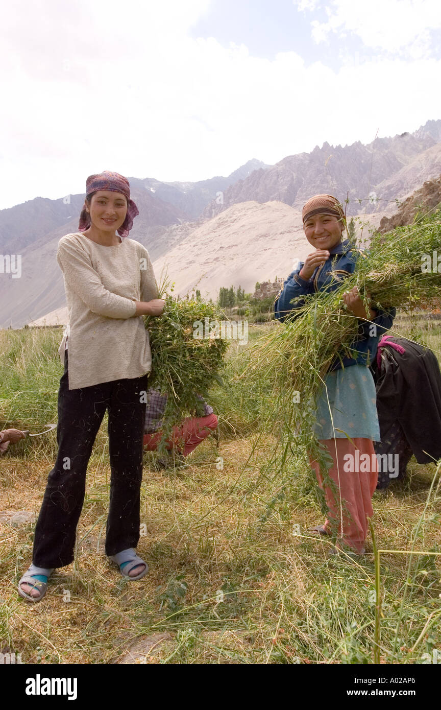 Ladakhi farmers collecting grass from field Alchi village Ladakh India ...