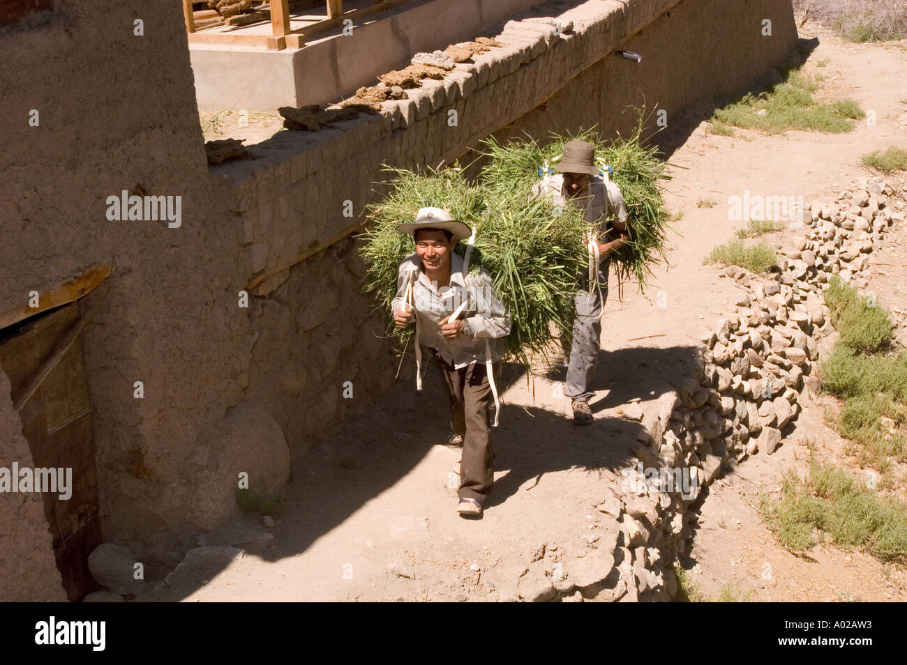 Cut grass india hi-res stock photography and images - Alamy