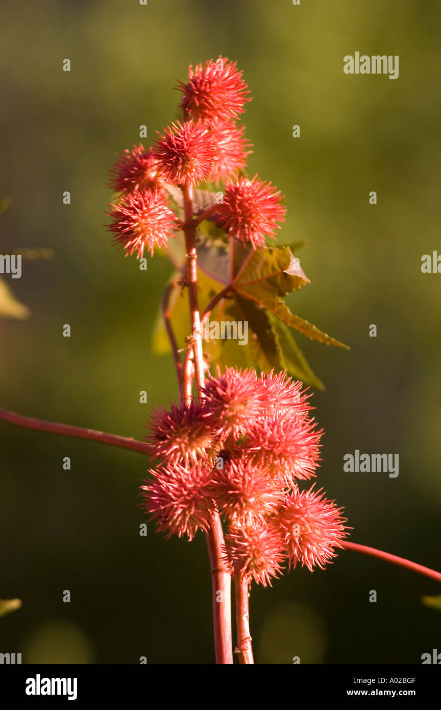 Red fruits of castor bean or castor oil plant Euphorbiaceae Ricinus ...