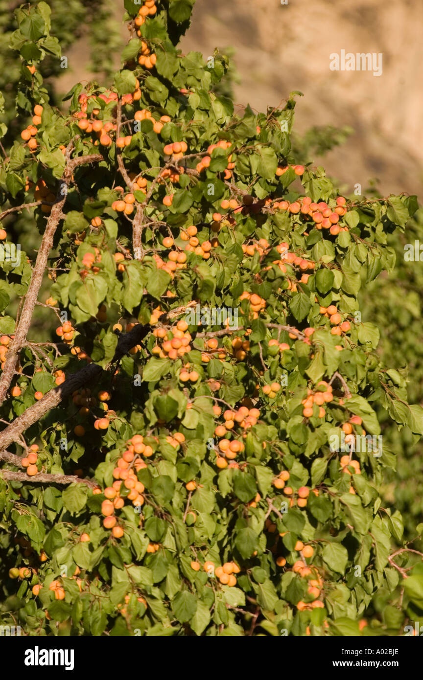Apricot pakistan hi-res stock photography and images - Alamy