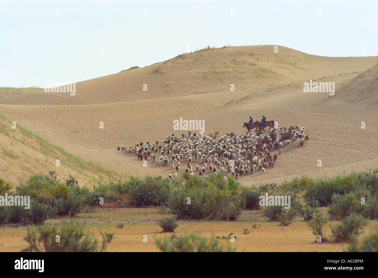Two shepherds move the sheep flock to another place. Boorog Deliin Els ...