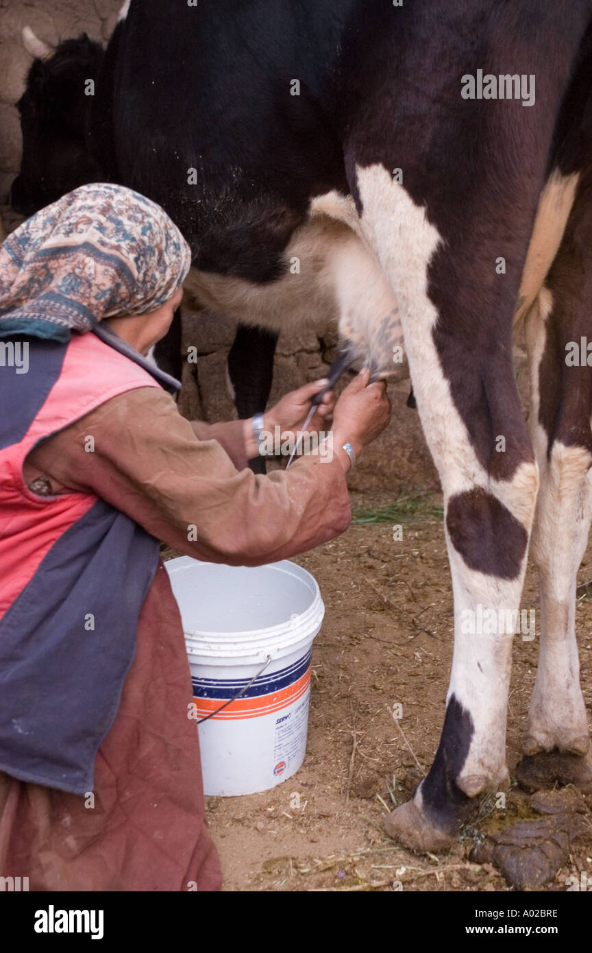 Cow being milked by Ladakhi woman Basgo village Ladakh India Stock ...