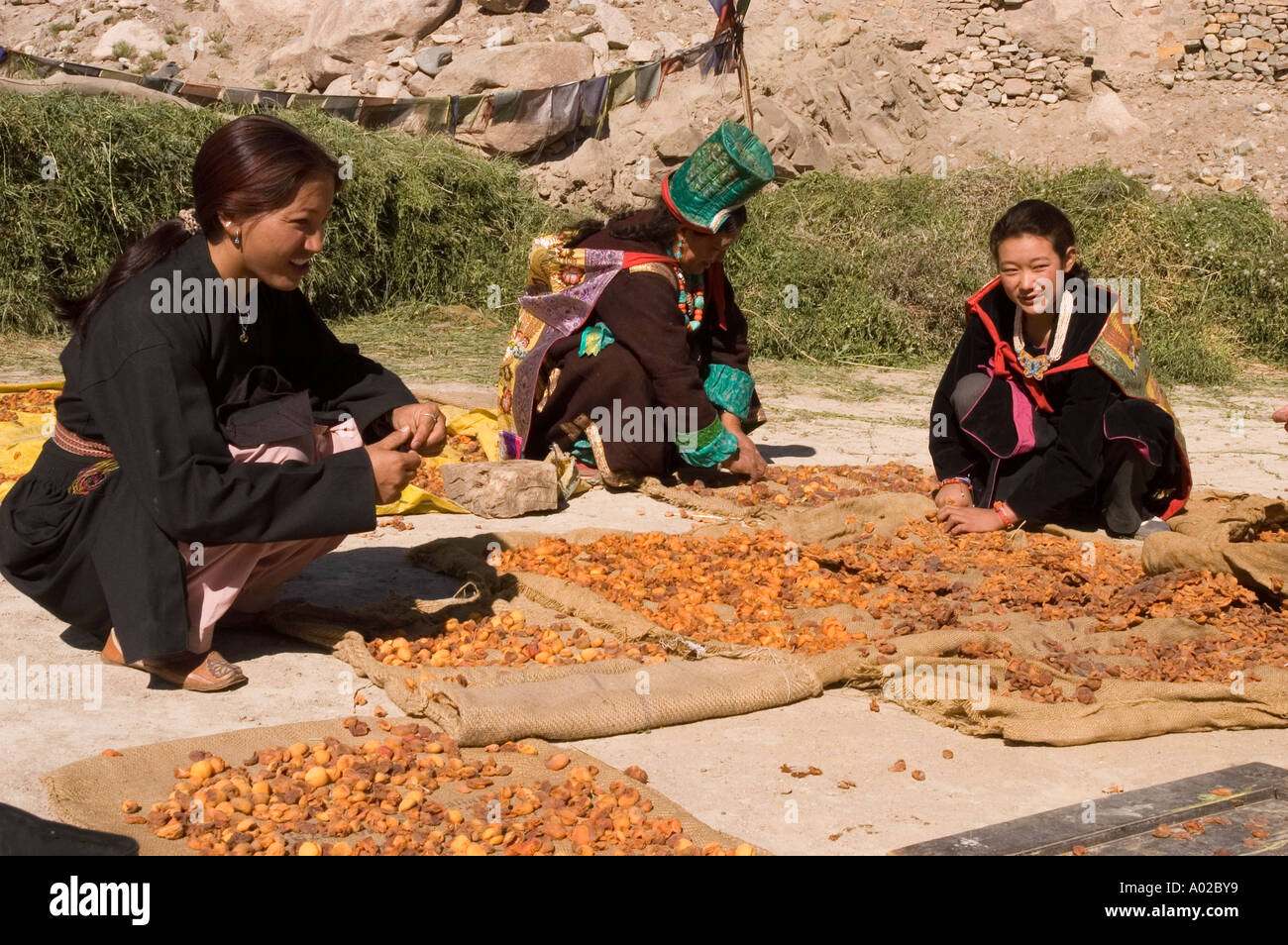 Traditional dress Ladakhi women working on peeling apricots on the roof ...