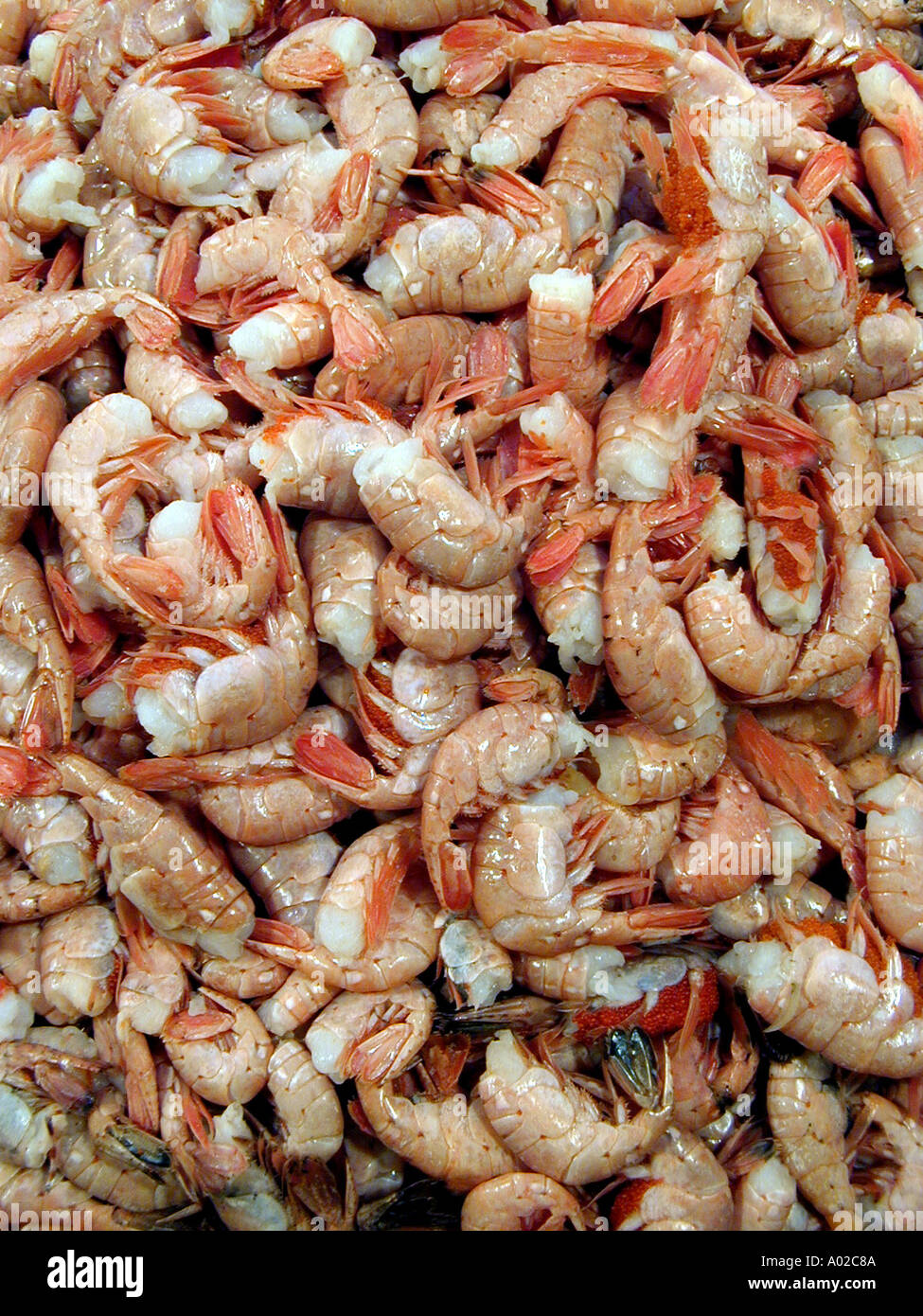 Shrimp for sale at the Pike Place Market in Seattle Washington Digital ...