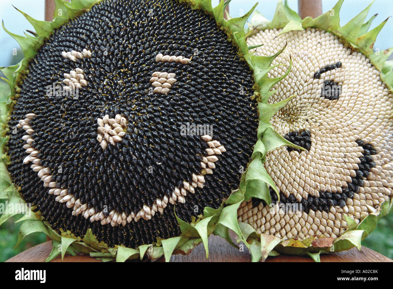 Funny sunflower faces. Altai. Siberia. Russia Stock Photo - Alamy