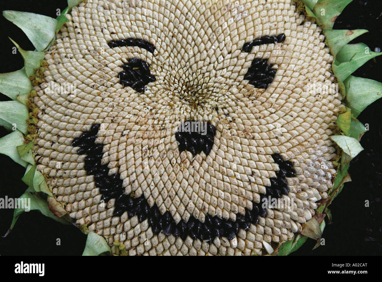 Funny sunflower face. Altai. Siberia. Russia Stock Photo - Alamy
