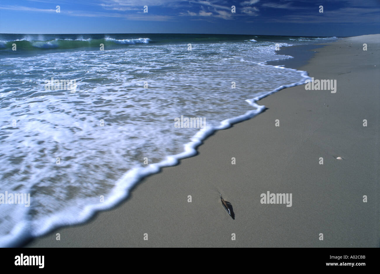 Feather and surf on Fire Island beach Smith Point County Park, Long ...