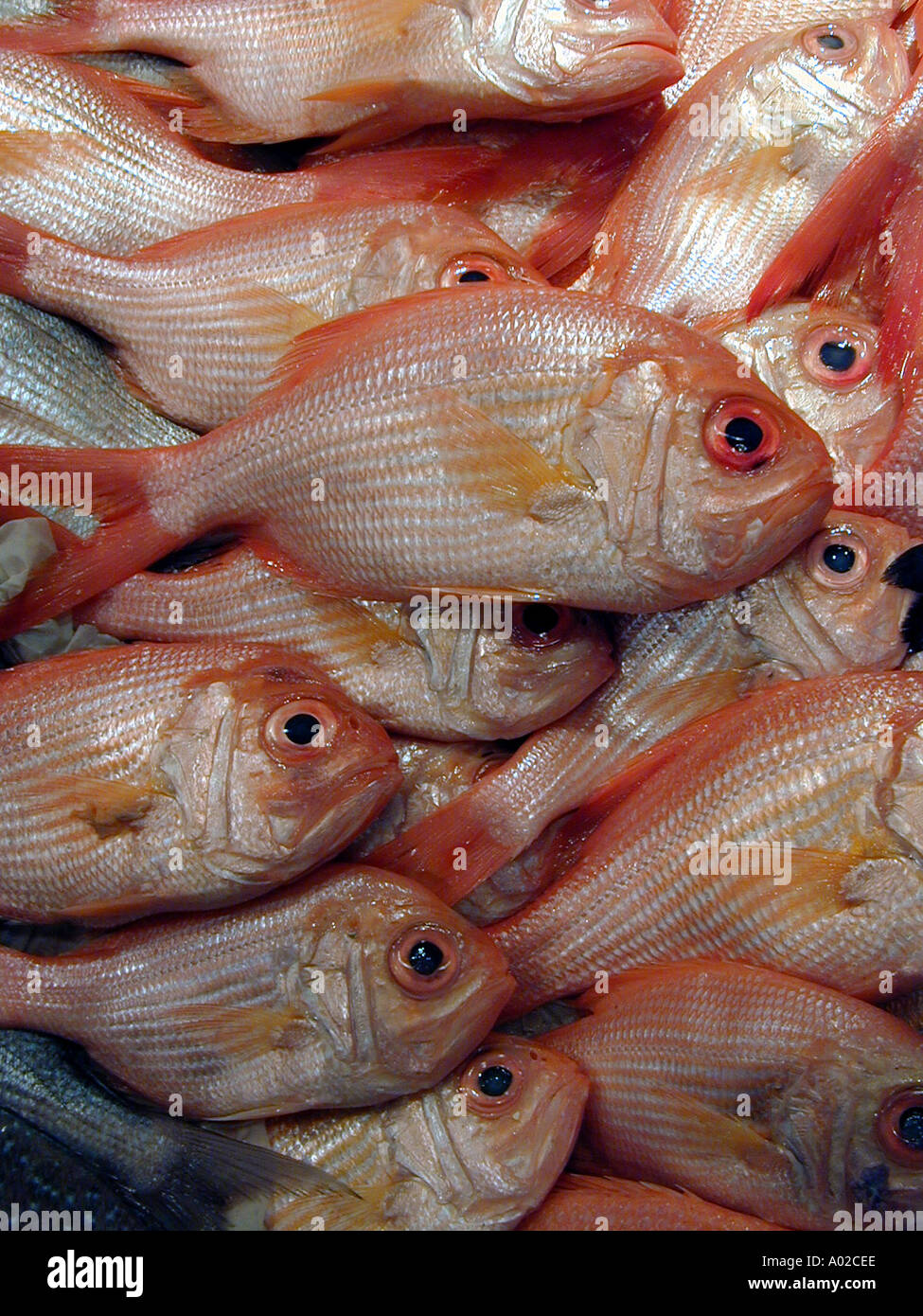 Fish for sale at the Pike Place Market in Seattle Washington Digital ...