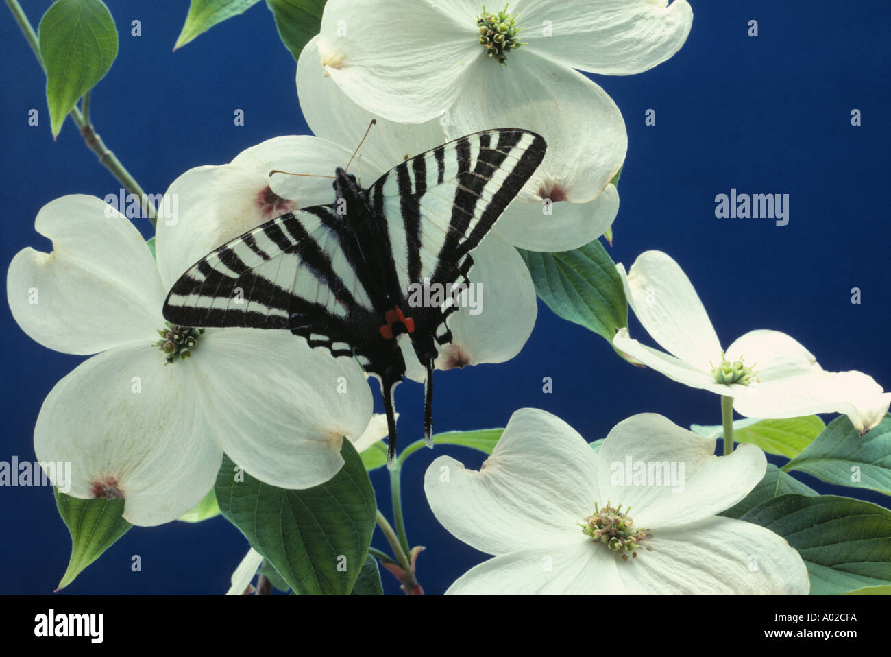 A gorgeous Swallowtail butterfly, wings extended, sitting on dogwood ...