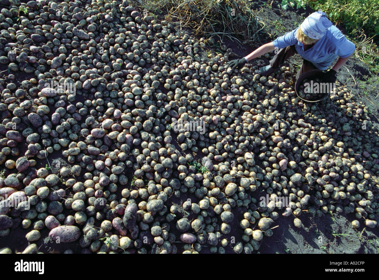 Woman sorting potato after harvesting. Altai. Siberia. Russia Stock ...
