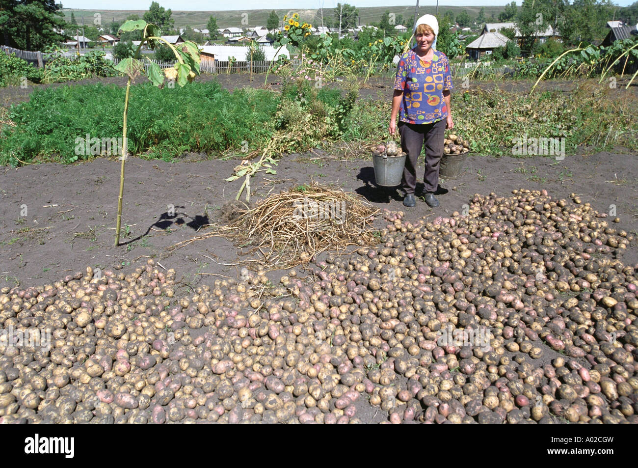 Woman gathers potato. Potato harvesting. Altai. Siberia. Russia Stock ...