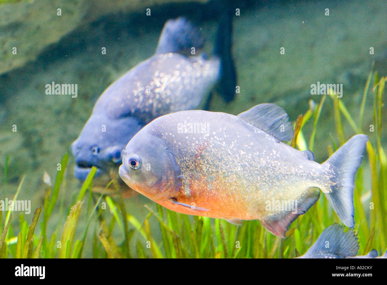 Piranhas in an aquarium Stock Photo - Alamy