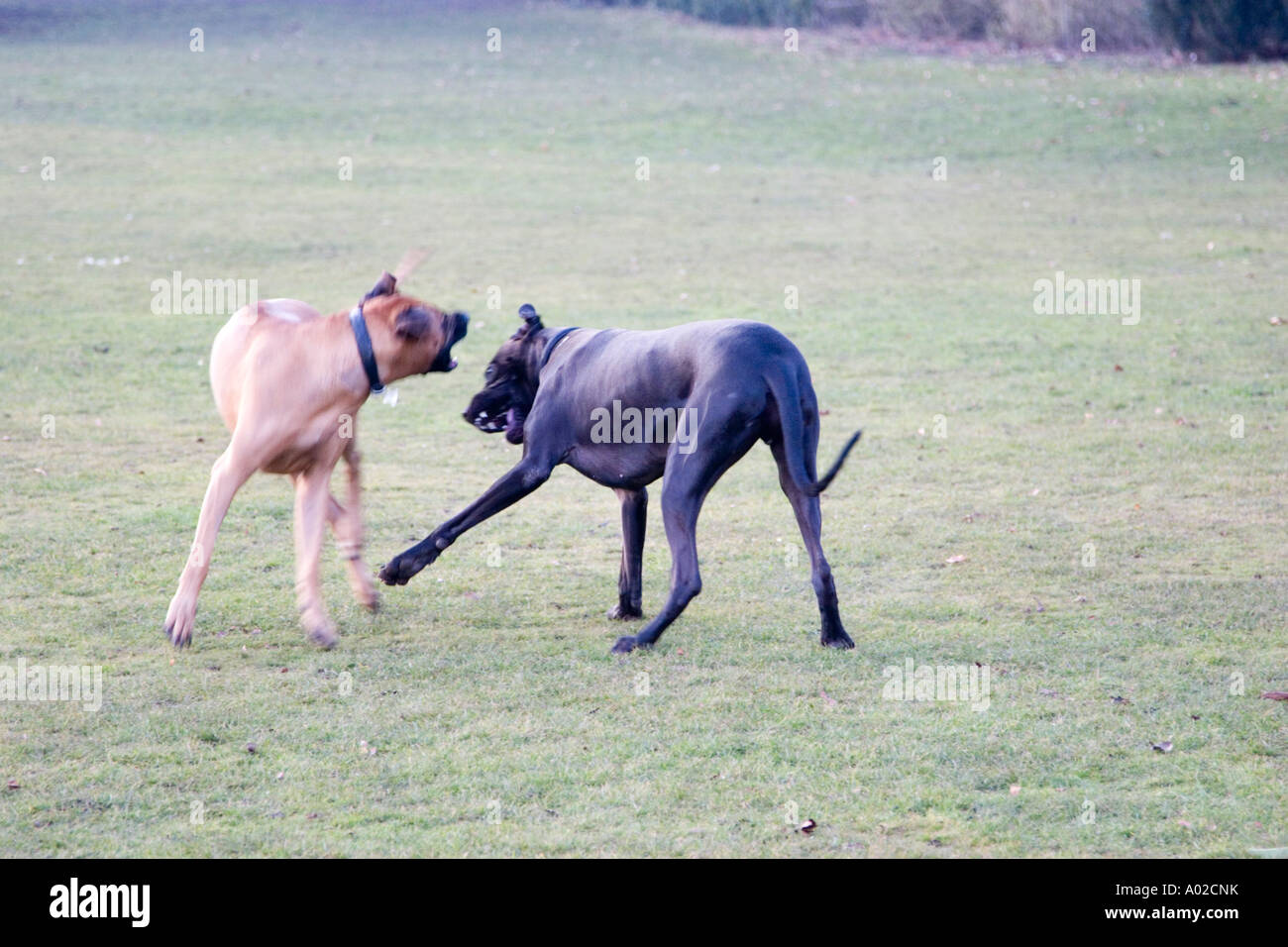 Two dogs playing together Stock Photo - Alamy