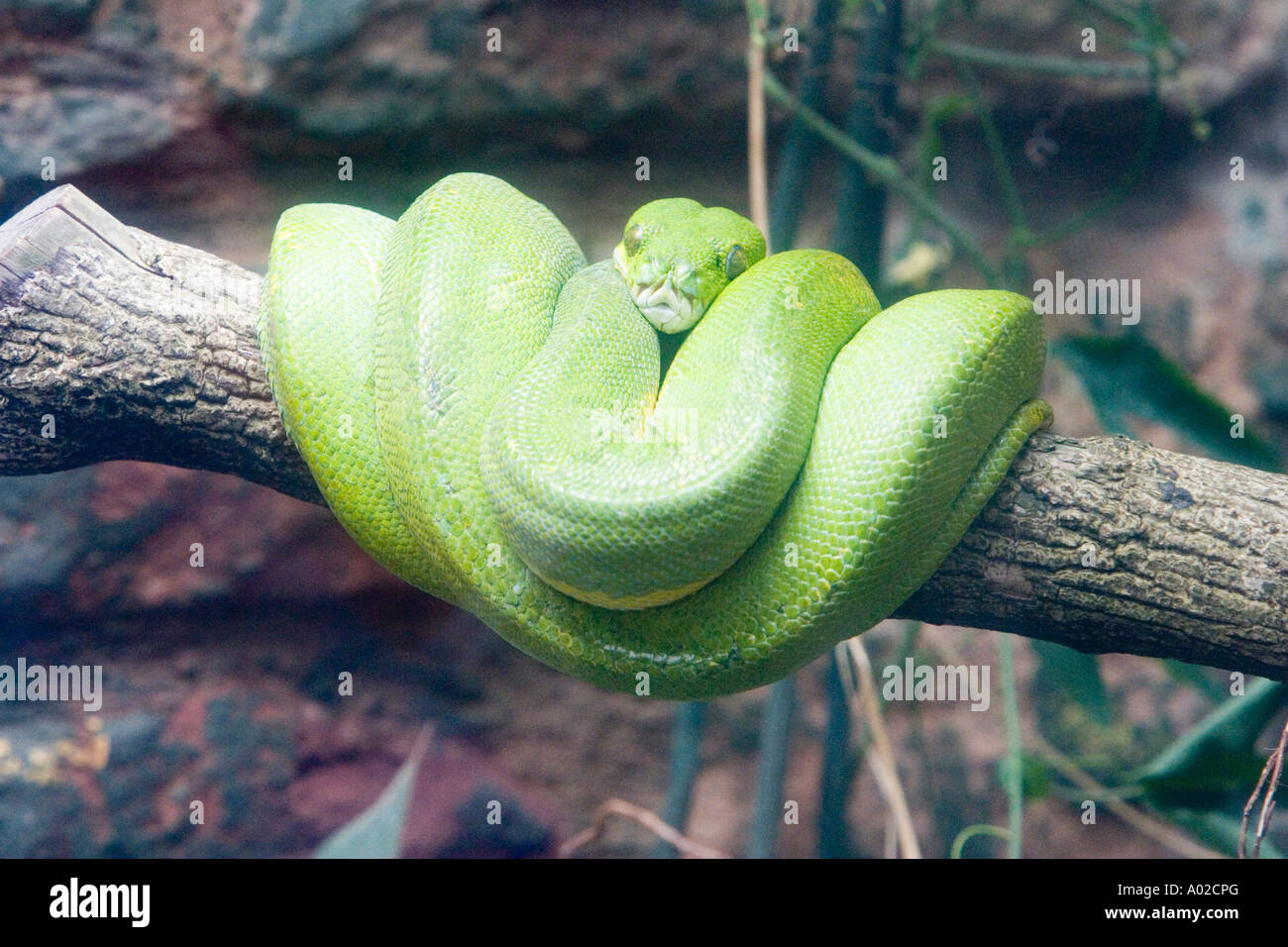 Green tree python Stock Photo - Alamy