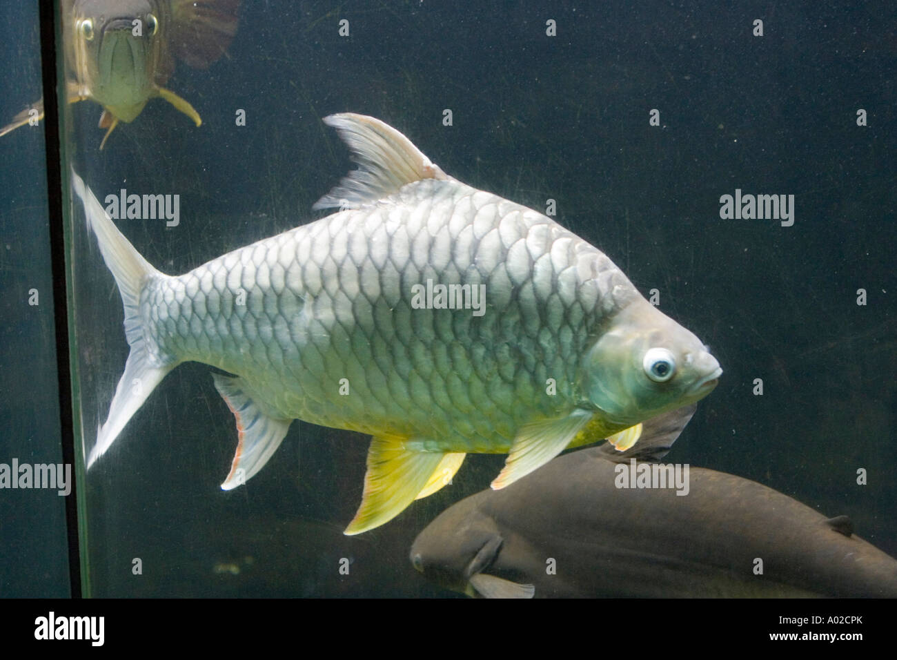 Lemon finned barb in an aquarium Stock Photo - Alamy