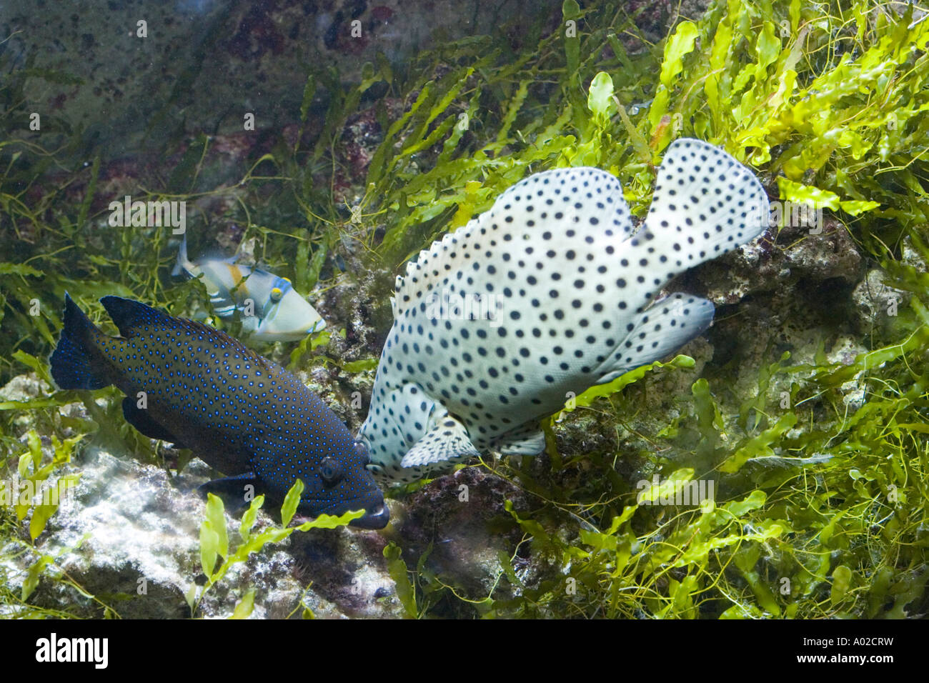 Grouper in an aquarium Stock Photo - Alamy