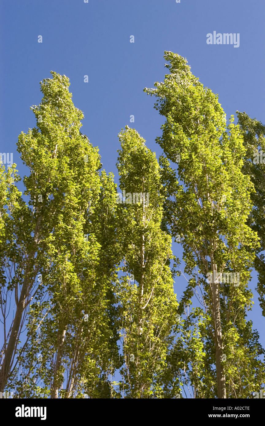 Native trees of india hi-res stock photography and images - Alamy