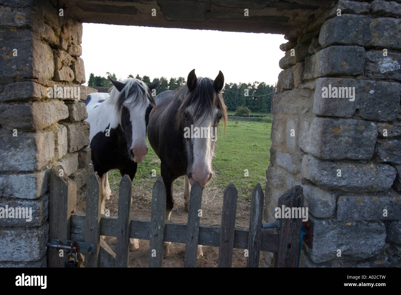 Horses at gate hi-res stock photography and images - Alamy