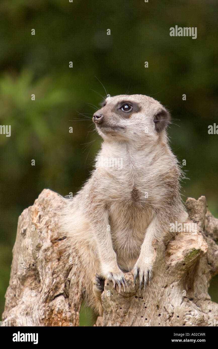 The meerkat is a member of the mongoose family Stock Photo - Alamy
